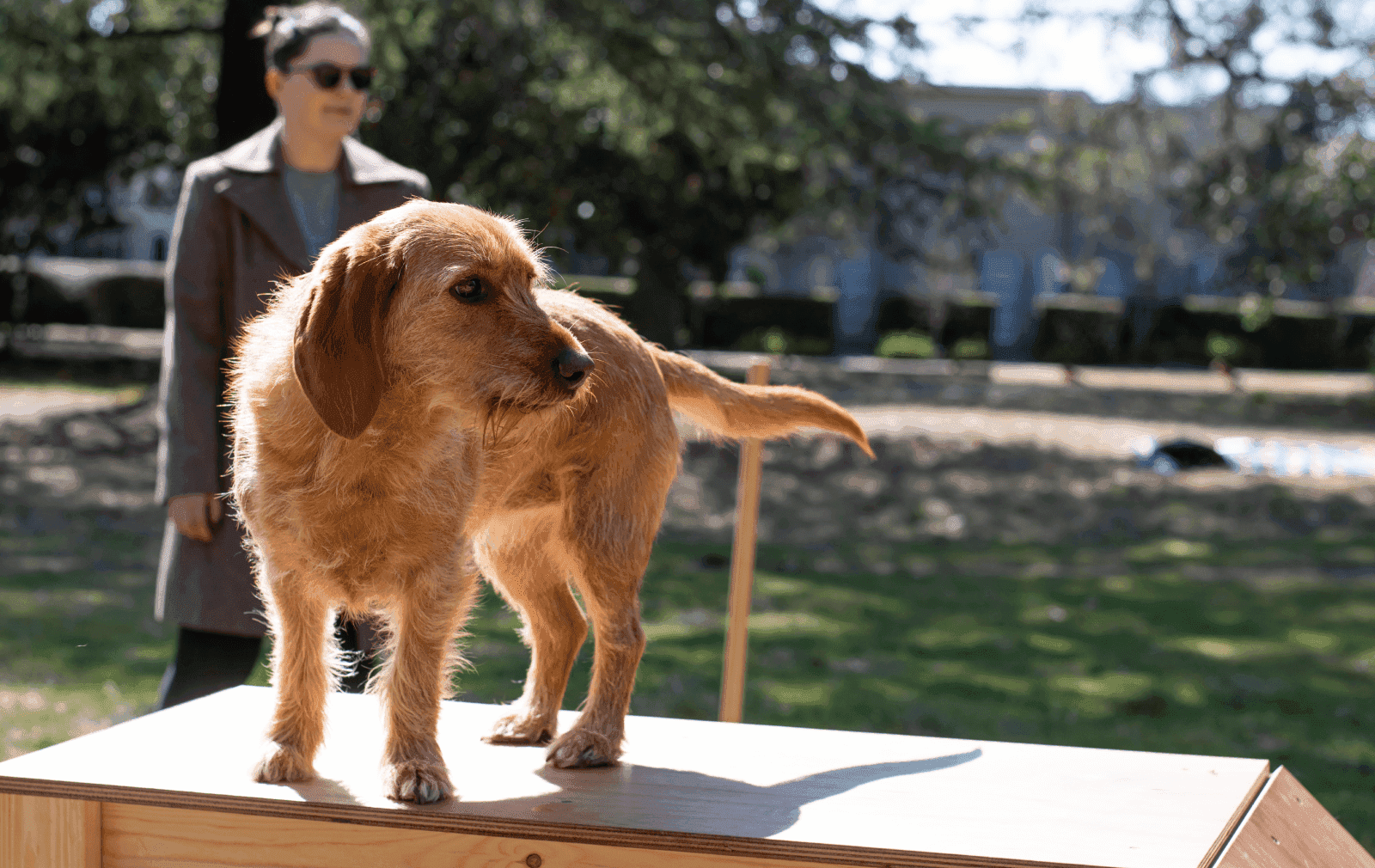 Paw Party September | Dionysus